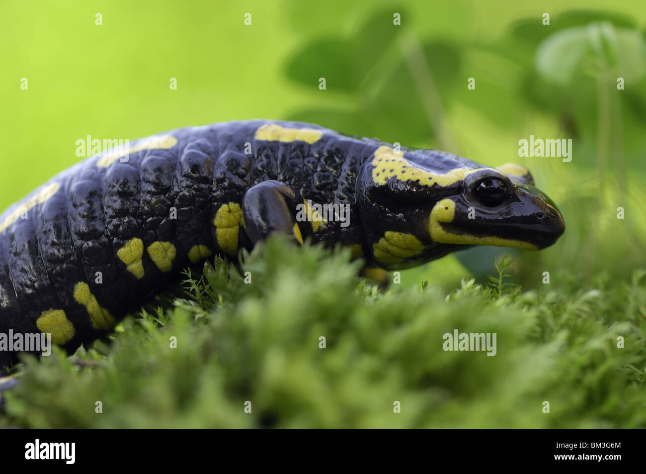 Close-up of a fire salamander Stock Photo - Alamy