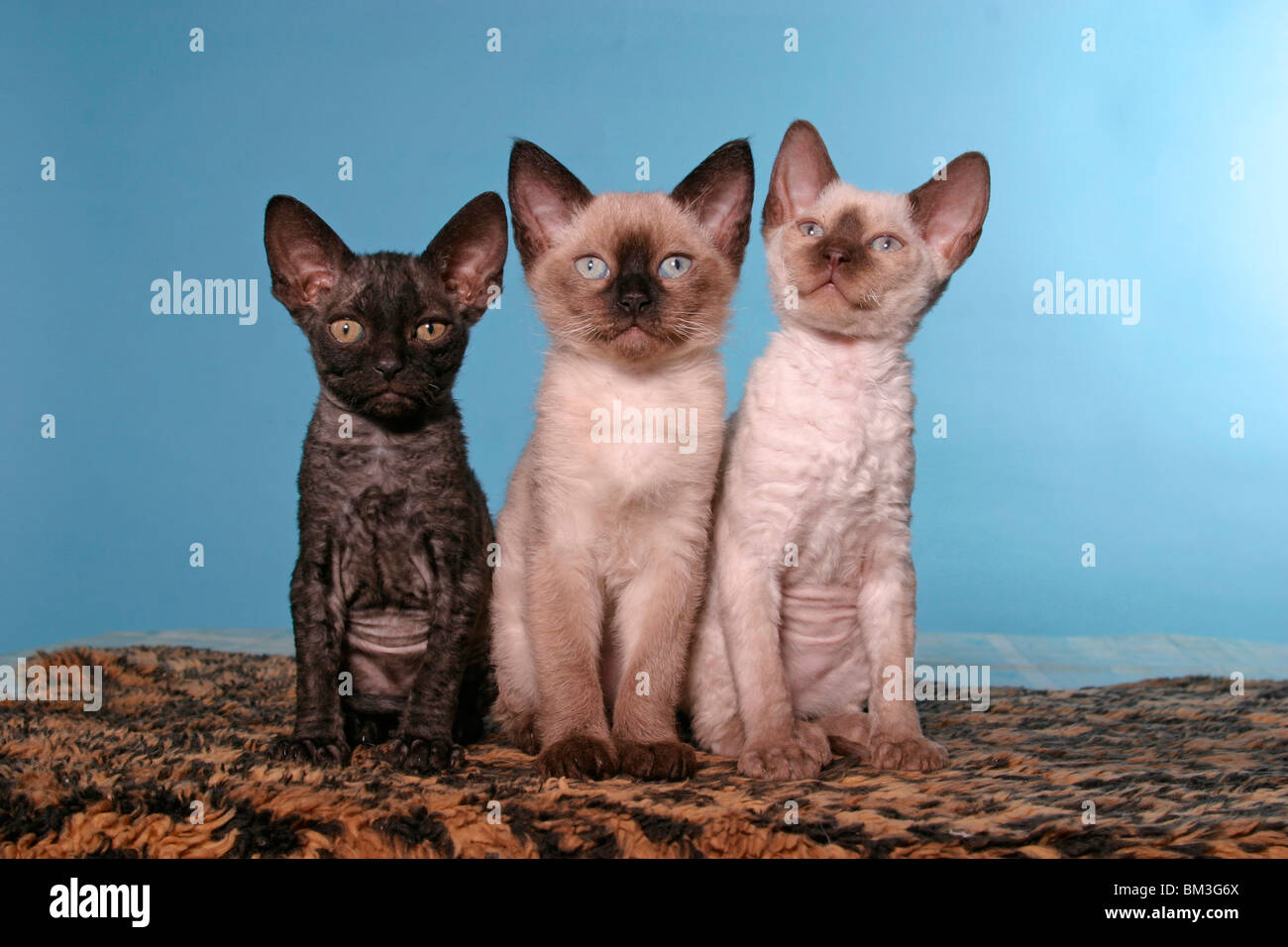 German Rex Kätzchen / German Rex Kitten Stock Photo - Alamy