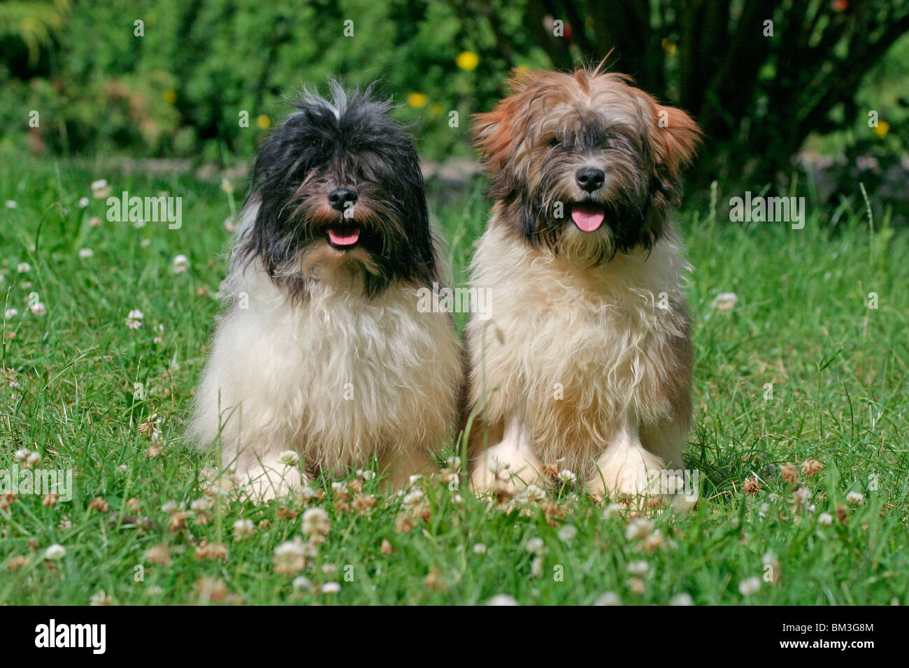 Löwchen im Sitz / sitting dogs Stock Photo - Alamy