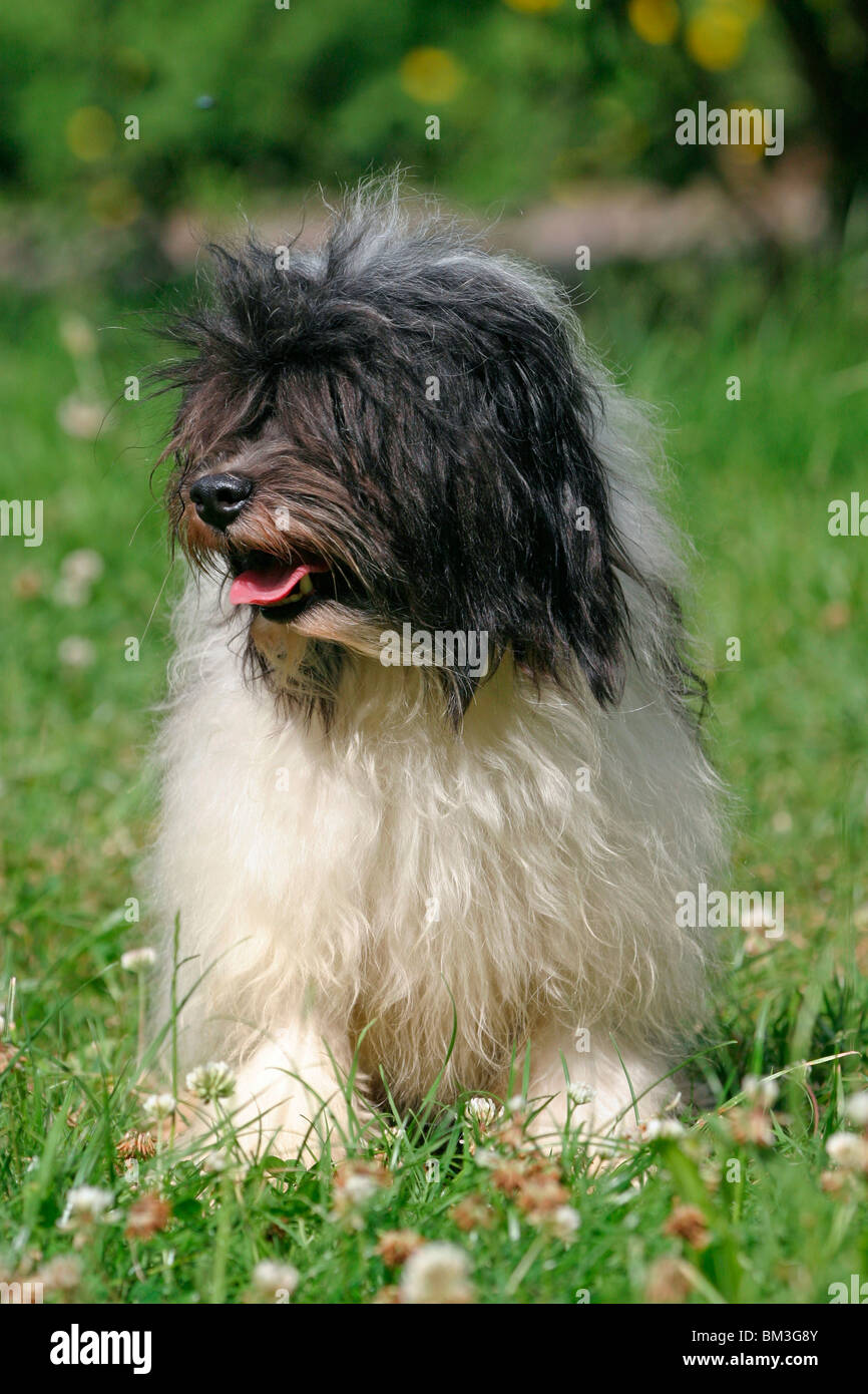 Löwchen im Sitz / sitting dog Stock Photo - Alamy