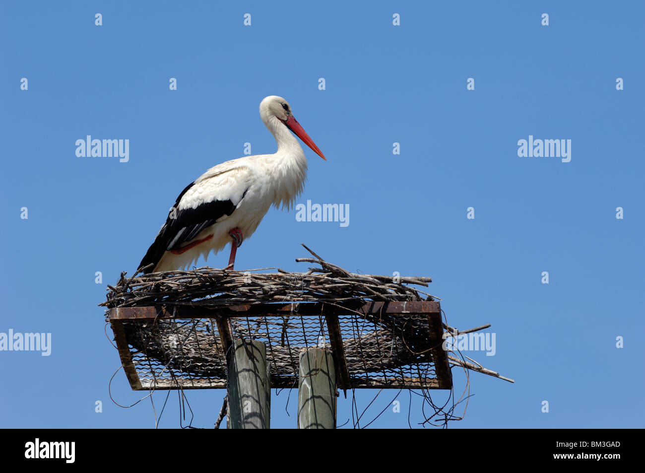 On artificial nesting platform hi-res stock photography and images - Alamy