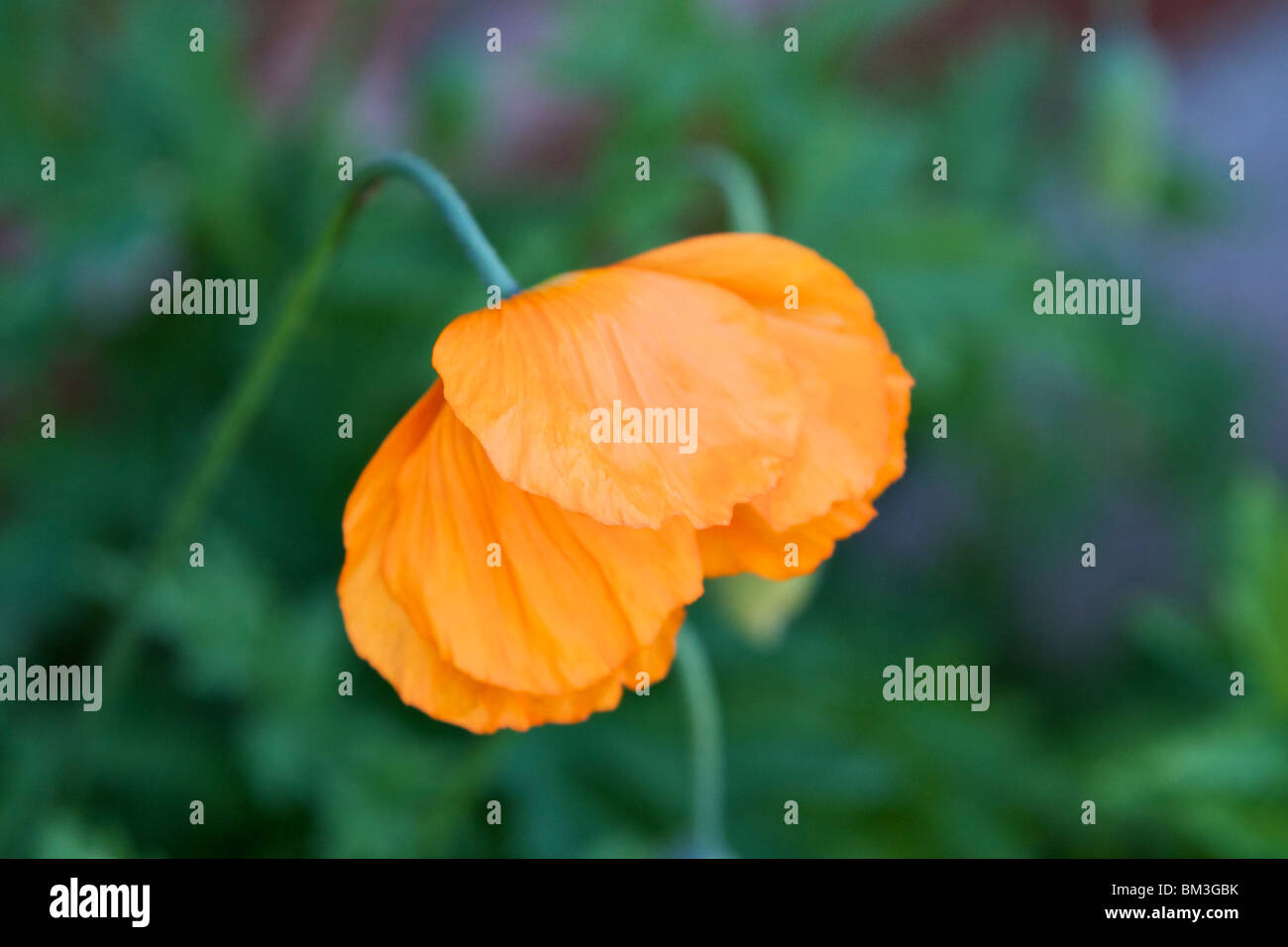 single orange poppy growing wild near fence Stock Photo - Alamy