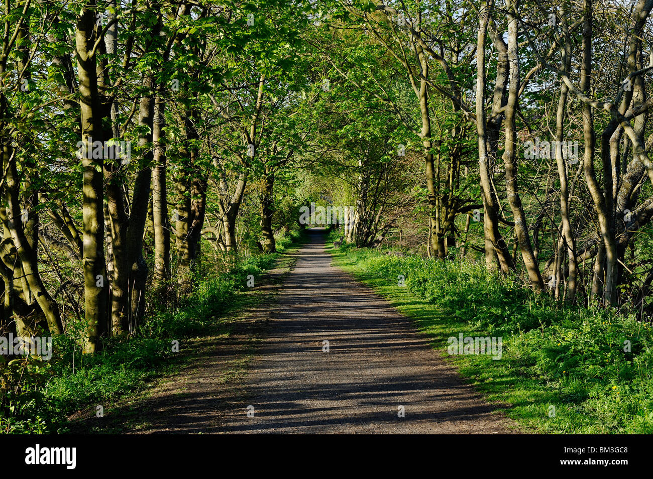 A section of the Derwent Walk between Ebchester and Shotley Bridge ...