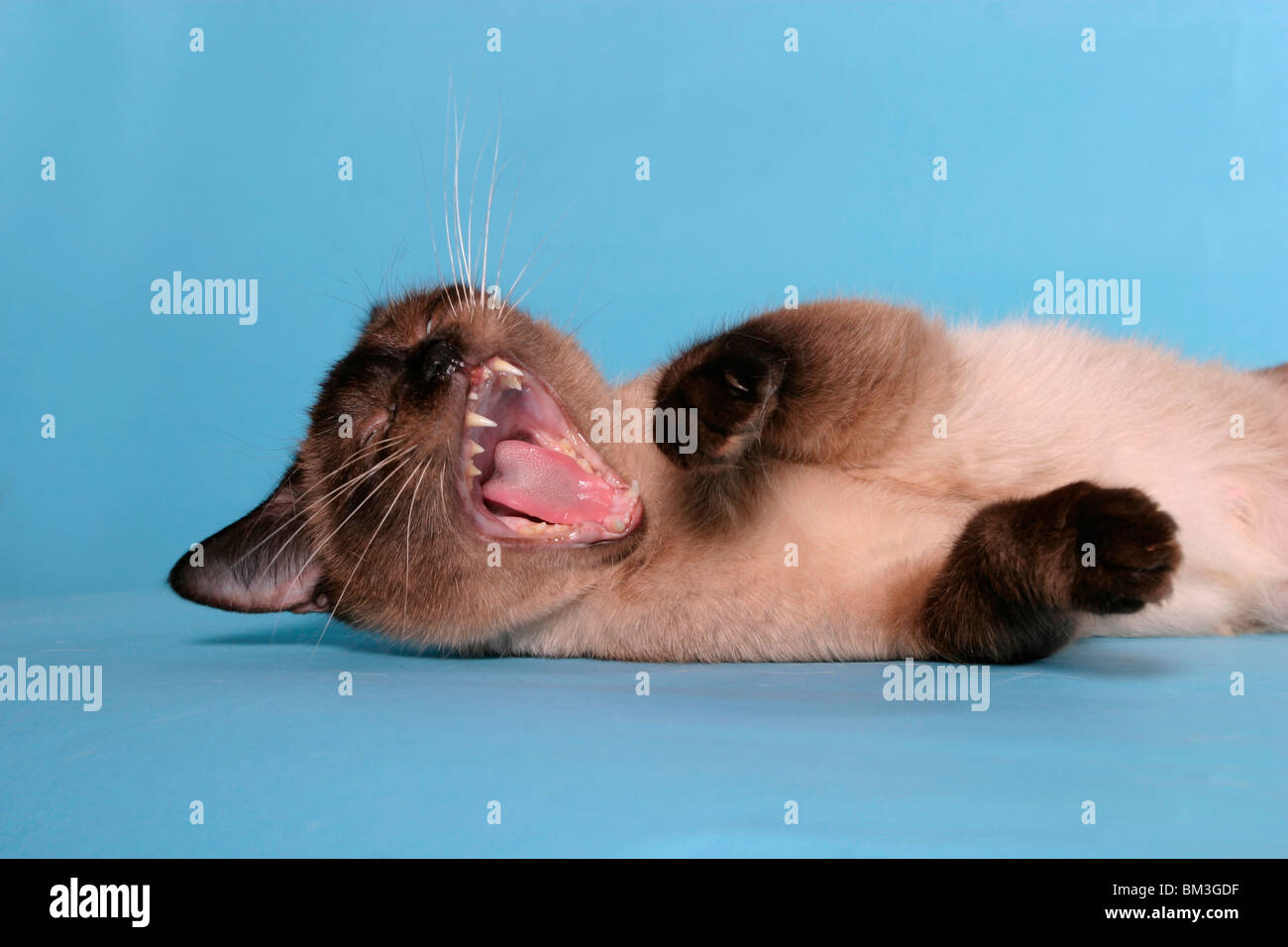 gähnende Katze / gaping cat Stock Photo - Alamy