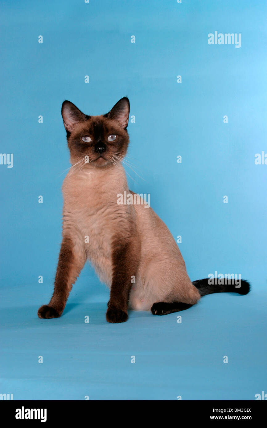 sitzende Katze / sitting cat Stock Photo - Alamy