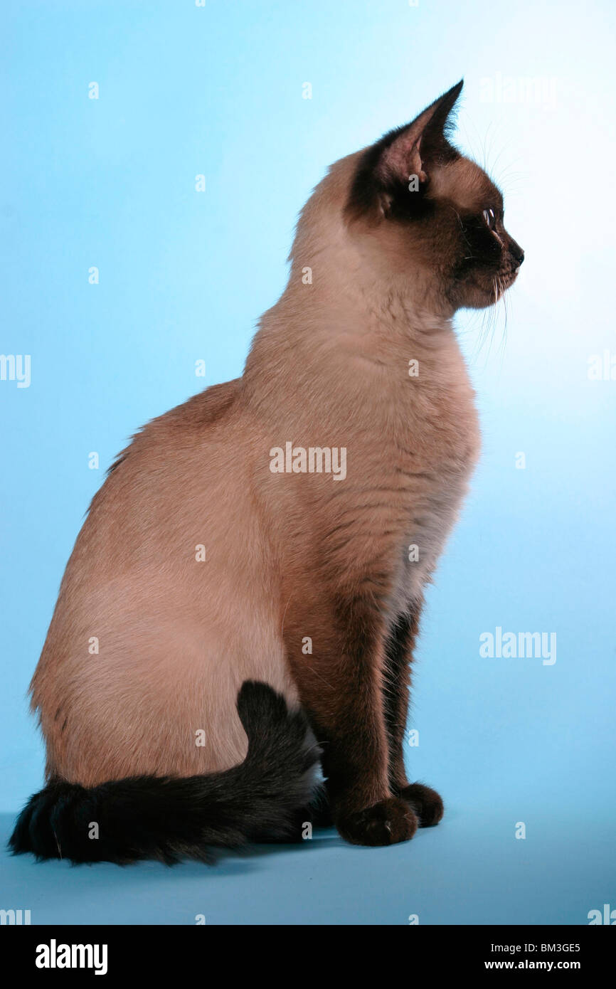 sitzende Katze / sitting cat Stock Photo - Alamy