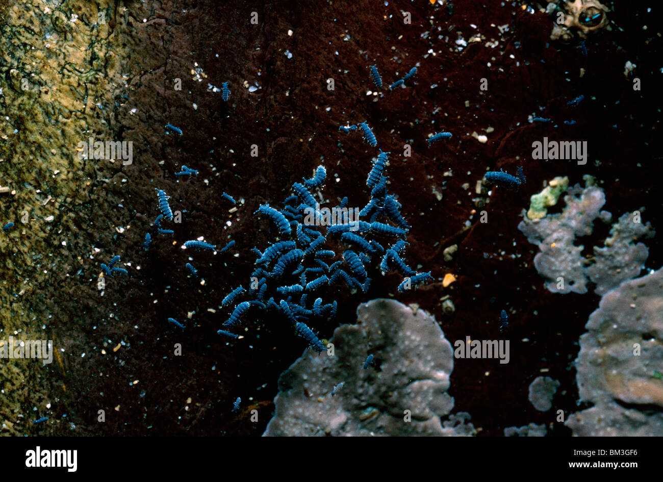 Springtails hi-res stock photography and images - Alamy