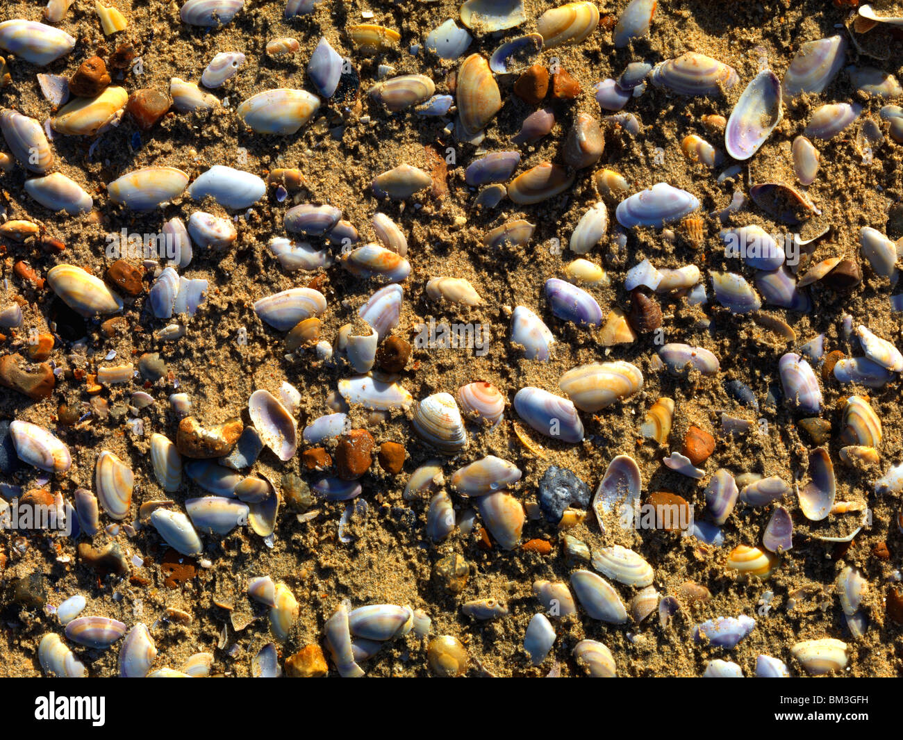 Shells & Pebbles On Beach Stock Photo - Alamy