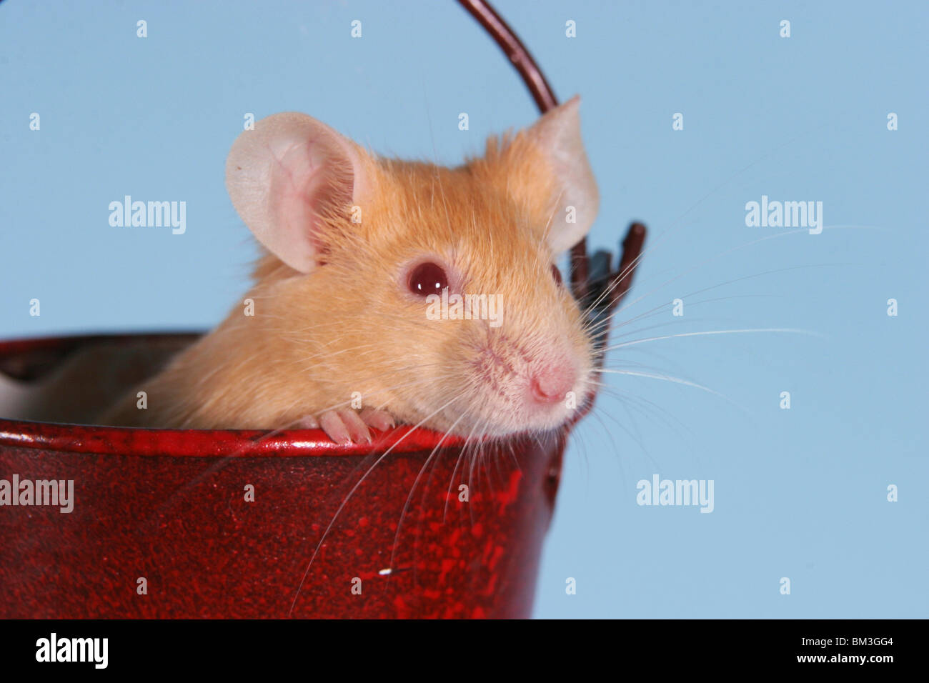 Hausmause hi-res stock photography and images - Alamy