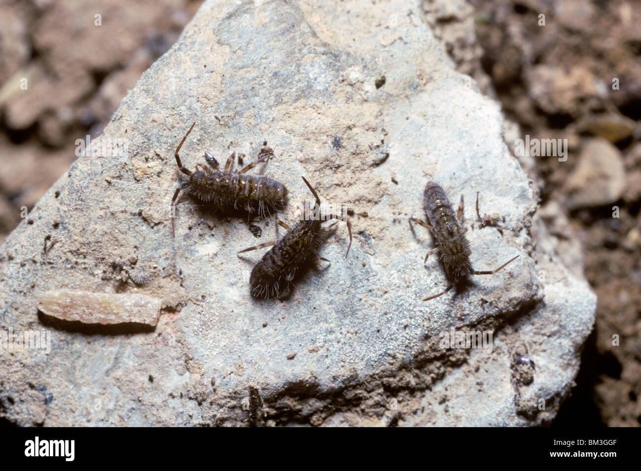 Hairy ground springtail hi-res stock photography and images - Alamy