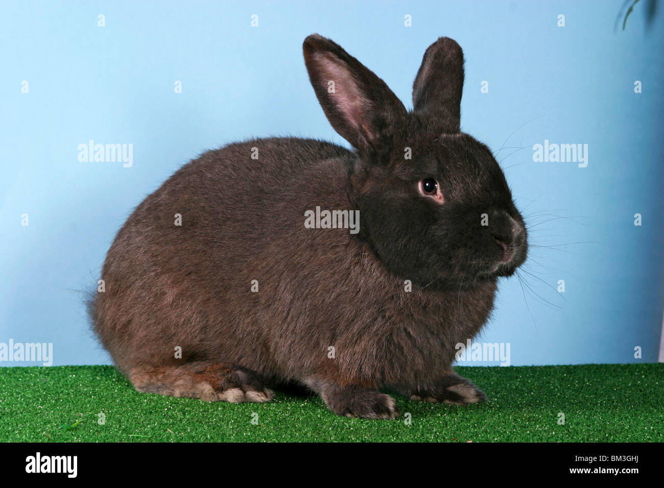 Kaninchen / rabbit Stock Photo - Alamy