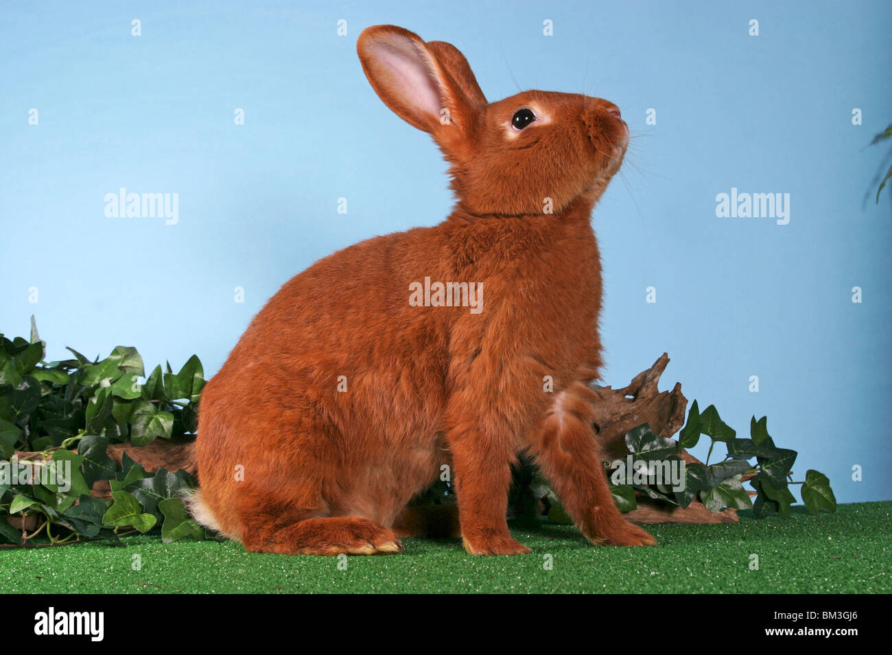 Sitzendes tier hi-res stock photography and images - Alamy