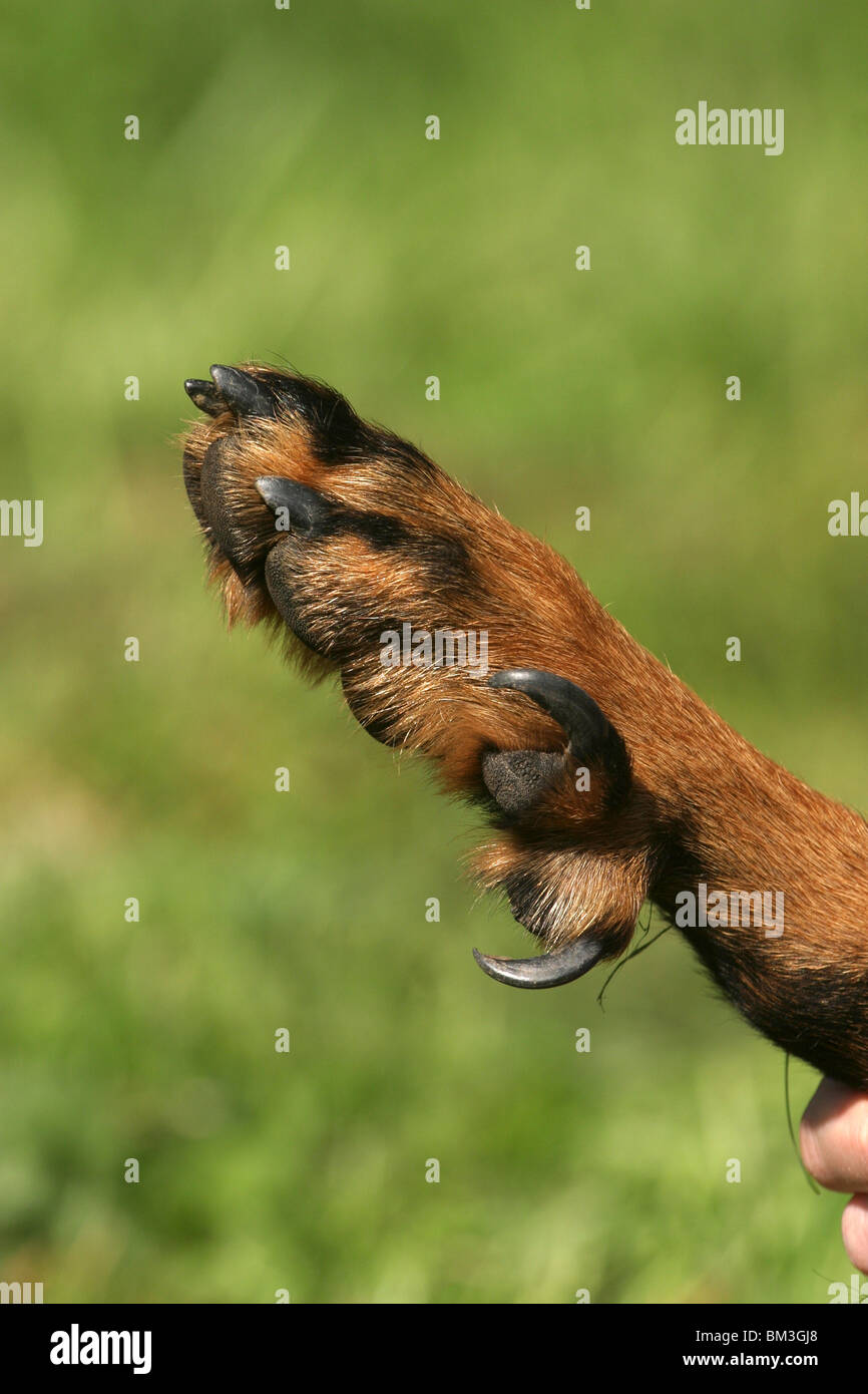 Six toes hi-res stock photography and images - Alamy