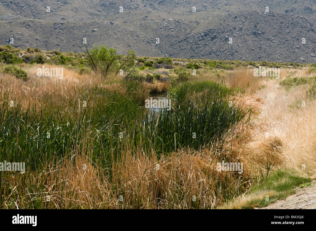 Lower Owens River section that was rewatered by the LADWP. Flows are at ...