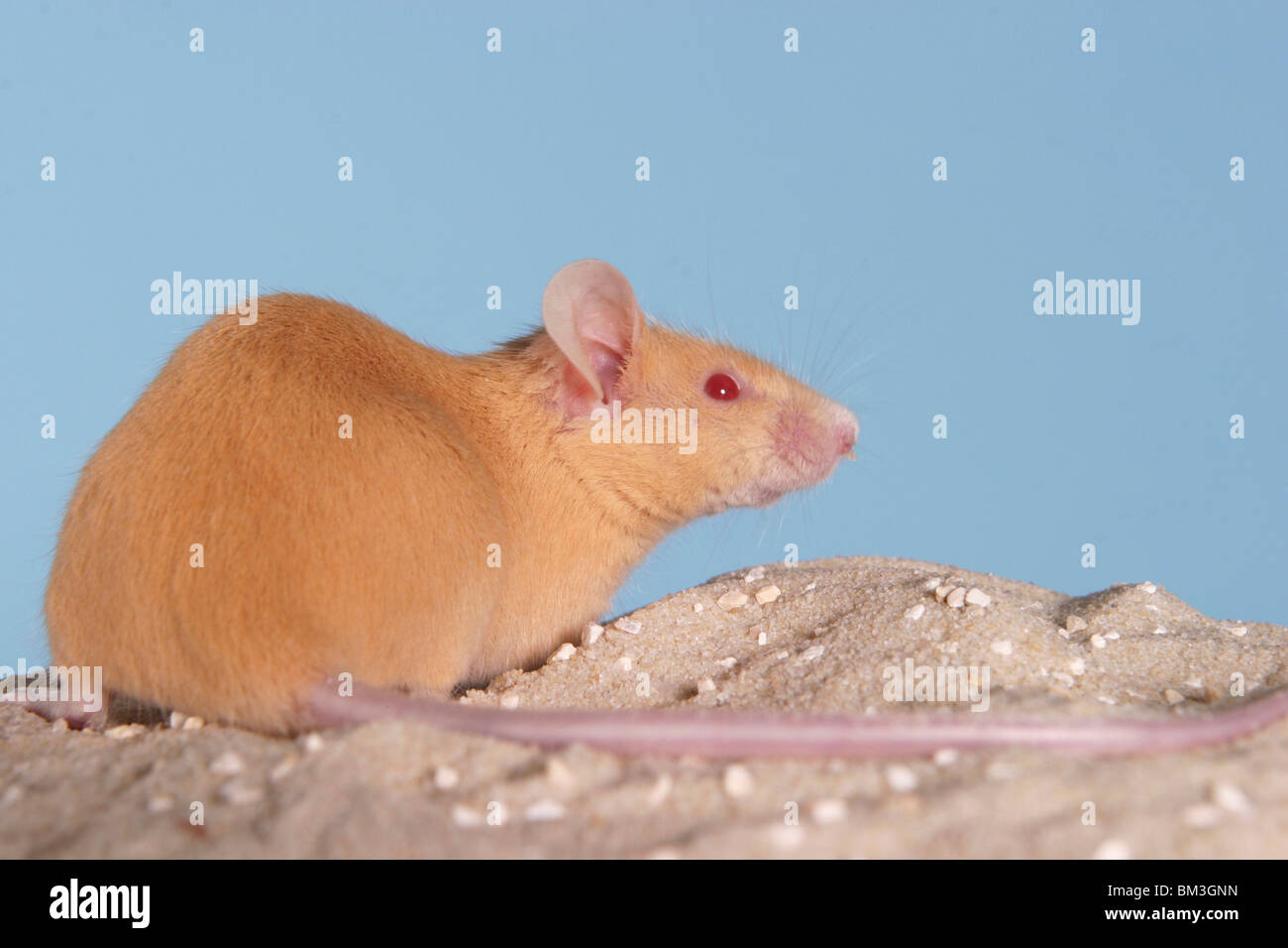 gelbe Farbmaus / yellow mouse Stock Photo - Alamy