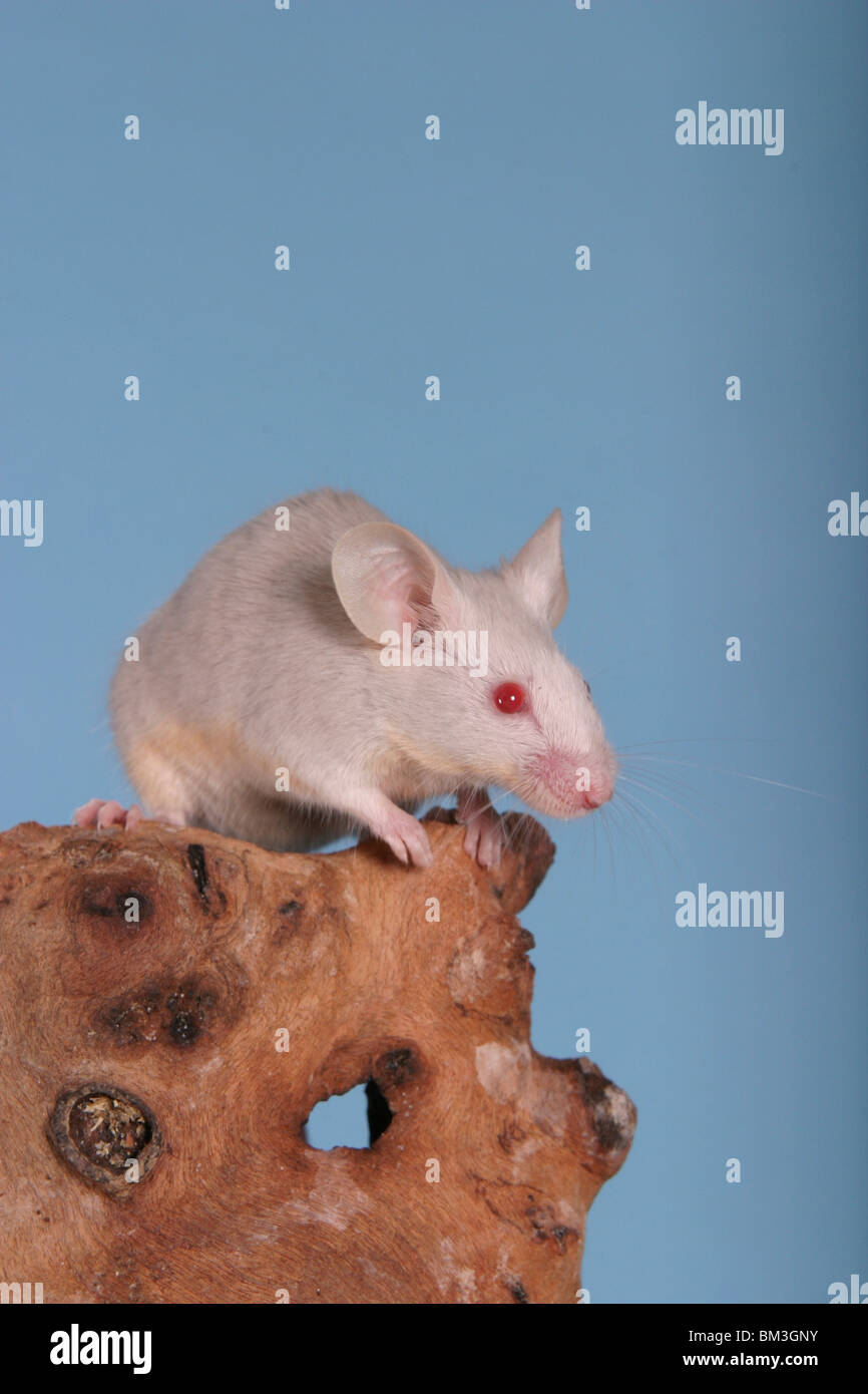 Graue hi-res stock photography and images - Alamy