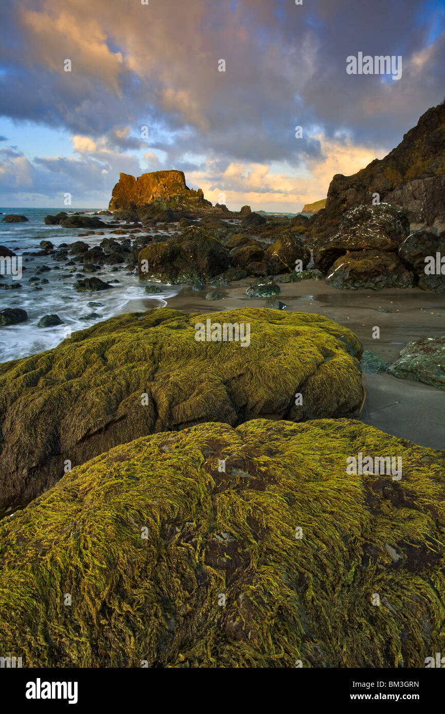 Rocky coastline at Harris State Park beach-Brookings, Oregon,USA Stock ...