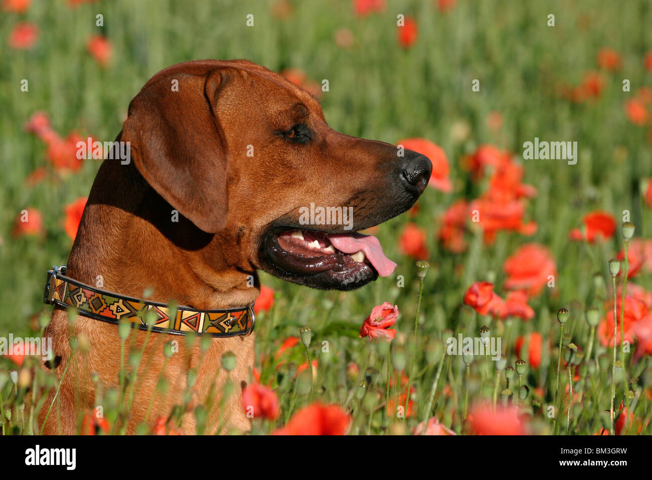 Rhodesian Ridgeback Portrait Stock Photo - Alamy