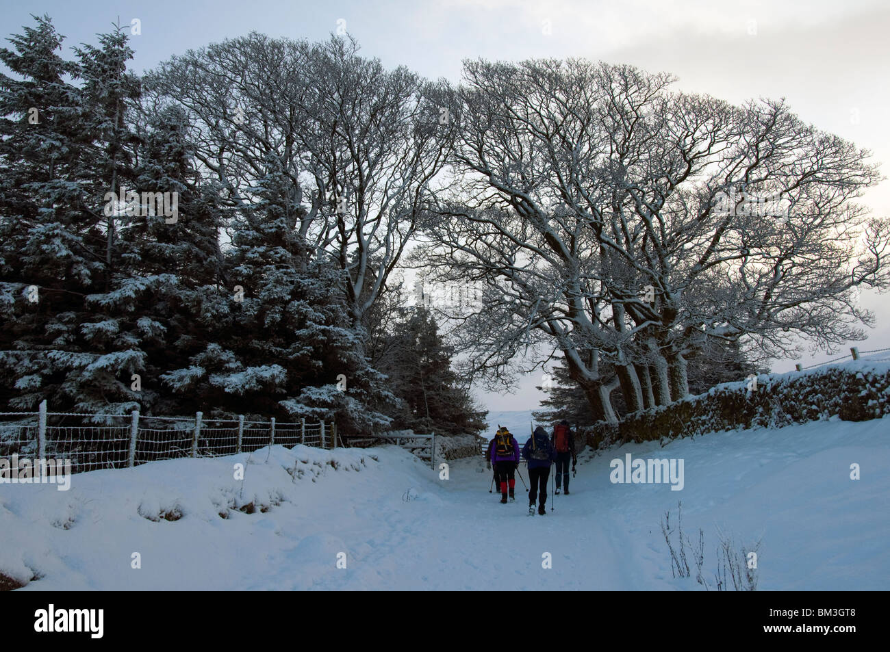 Trees lake district hi-res stock photography and images - Alamy