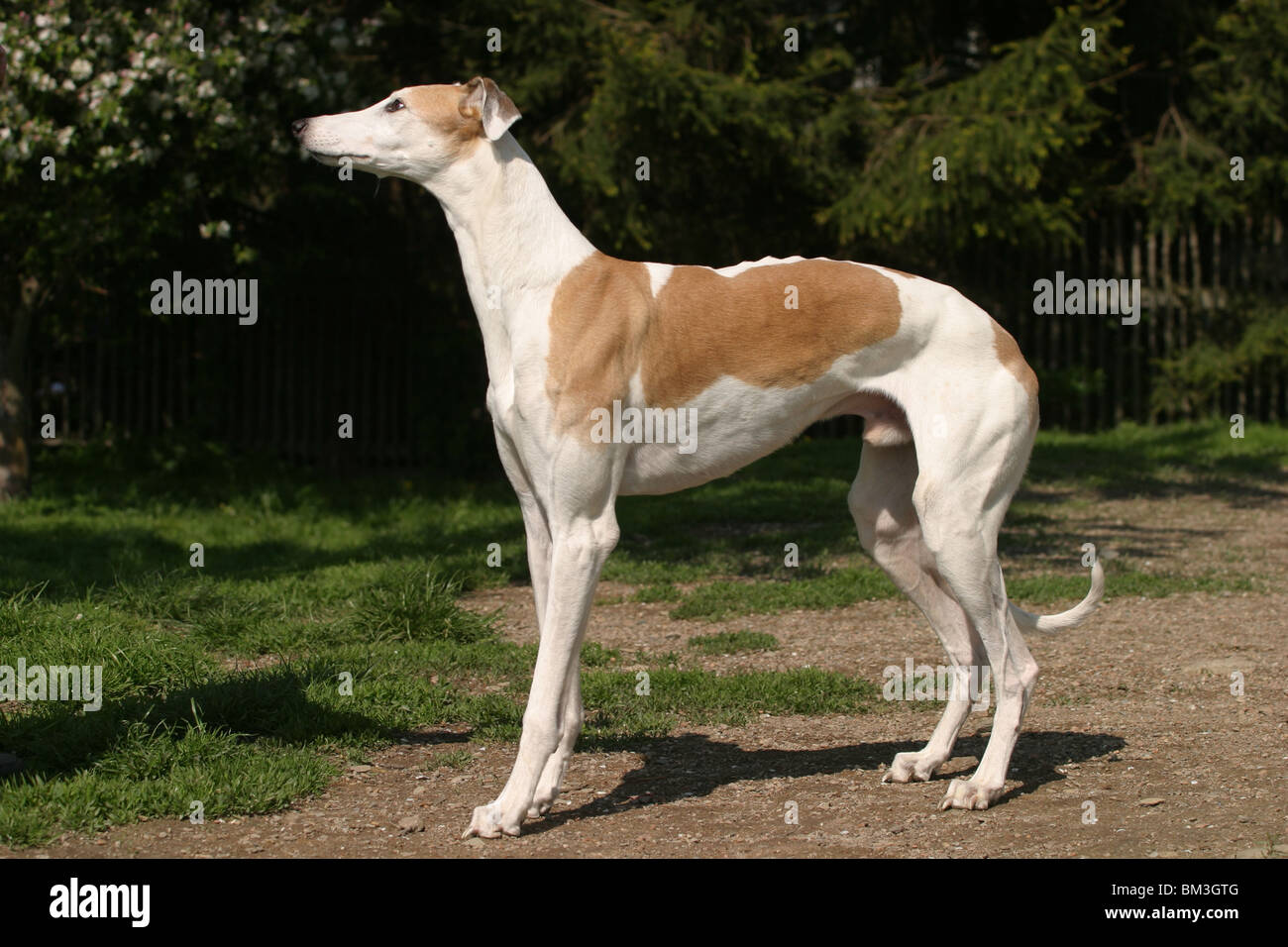 Standing greyhound hi-res stock photography and images - Alamy