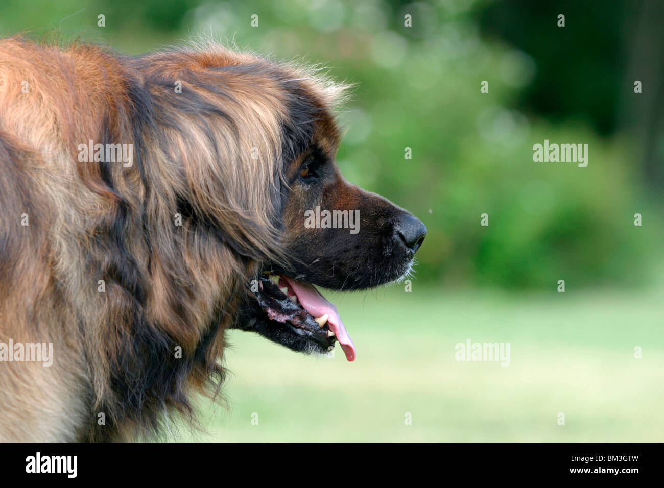 Leonberger hund hi-res stock photography and images - Alamy