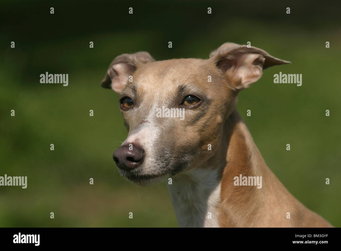Pure bred whippet hi-res stock photography and images - Alamy