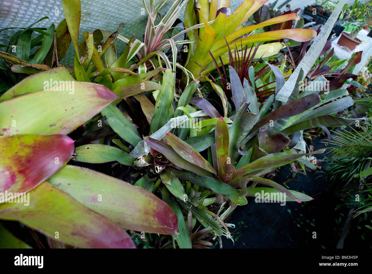 A large row of bromeliads of varying kinds Stock Photo - Alamy
