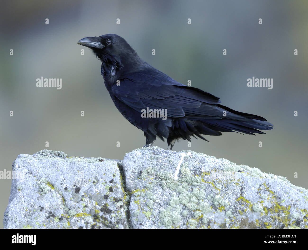 Raven on standing stone hi-res stock photography and images - Alamy