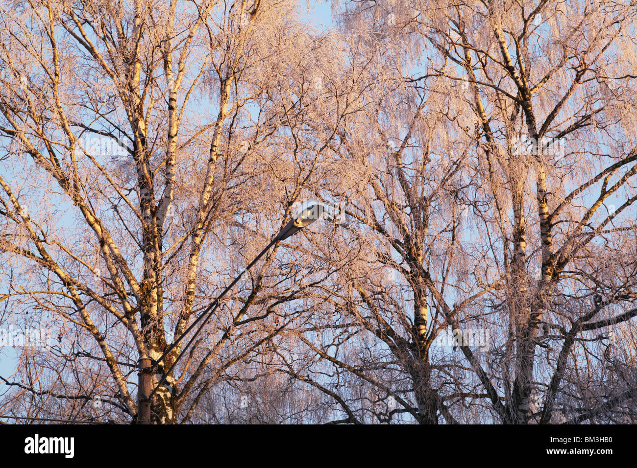 Street lamp frozen snow ice covered forest in Godby land Aland ...
