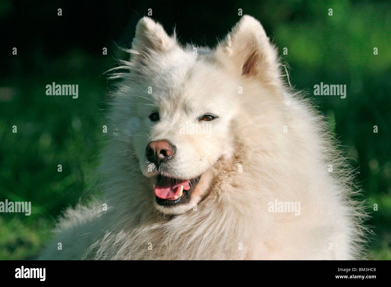 Samojede hi-res stock photography and images - Alamy