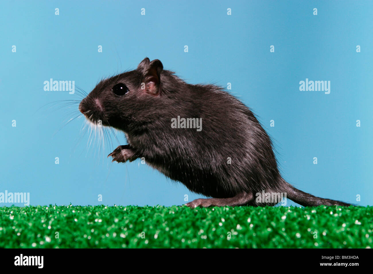 Mongolische Wüstenrennmaus / mouse Stock Photo - Alamy