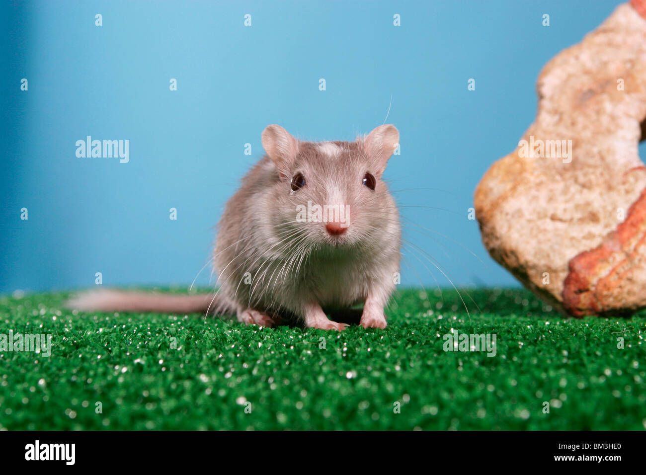 Mongolische Wüstenrennmaus / mouse Stock Photo - Alamy