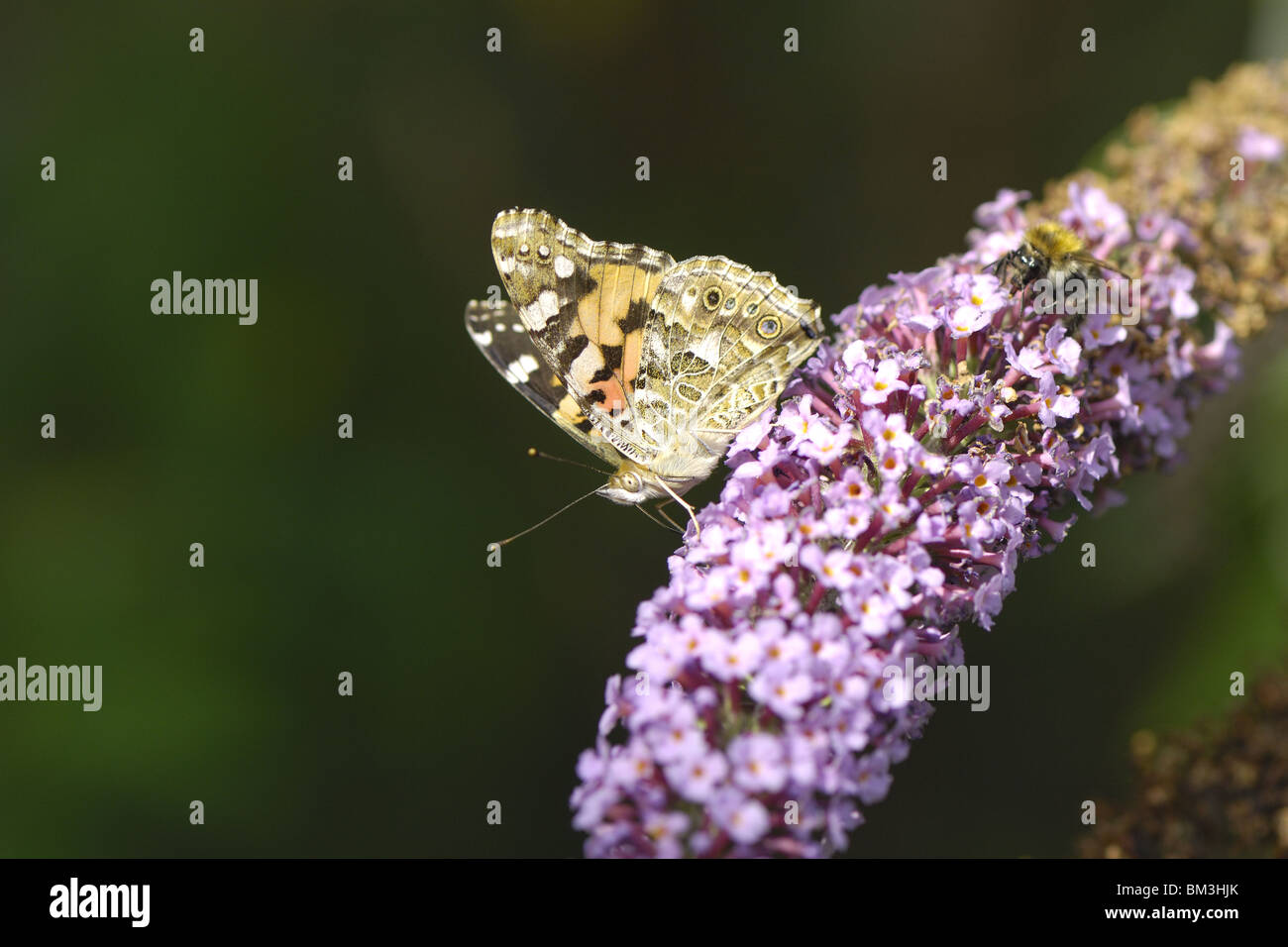 Painted Lady butterfly gathering nectar from flower of butterfly bush ...