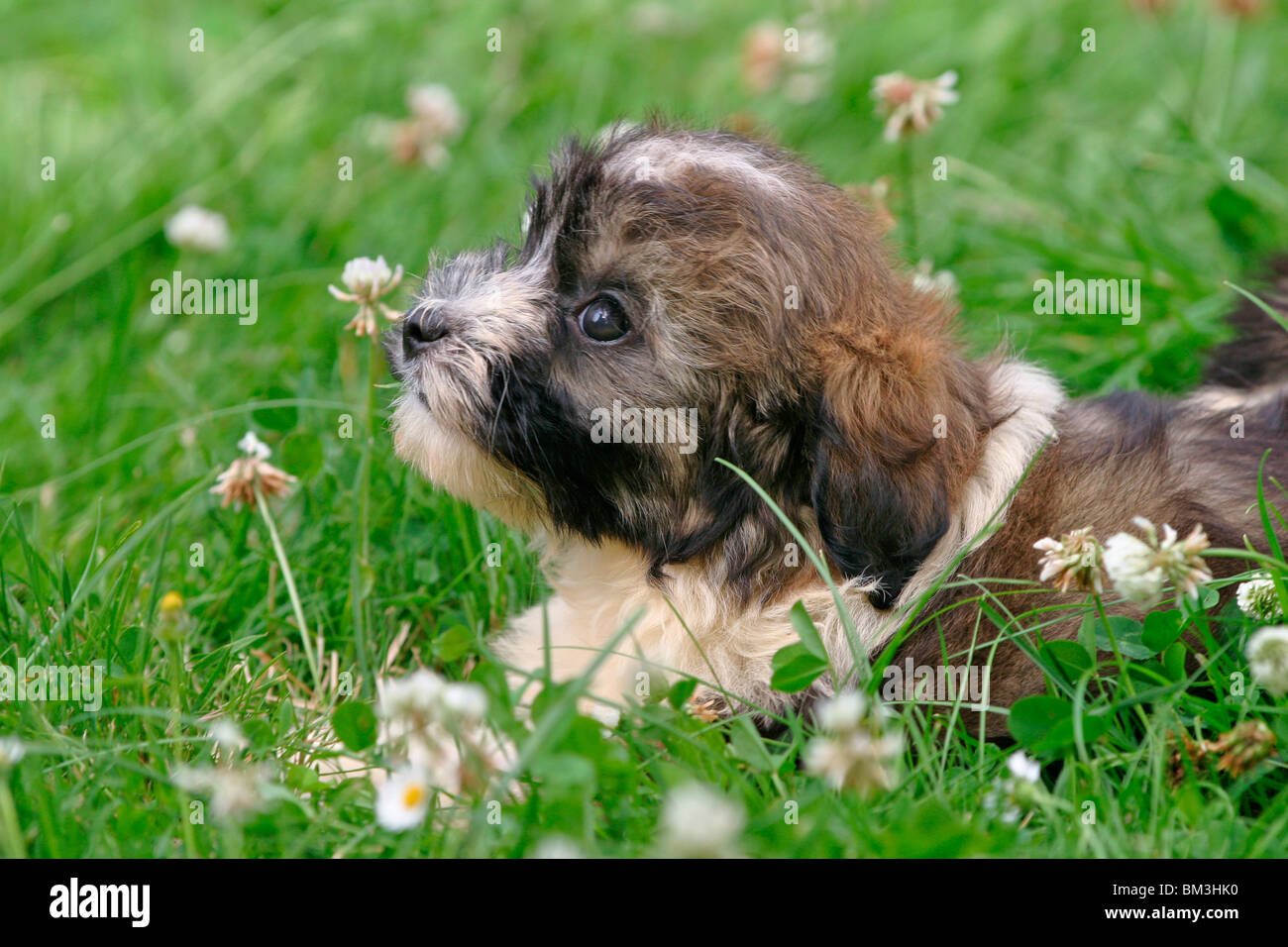 Löwchen Welpe / puppy Portrait Stock Photo - Alamy