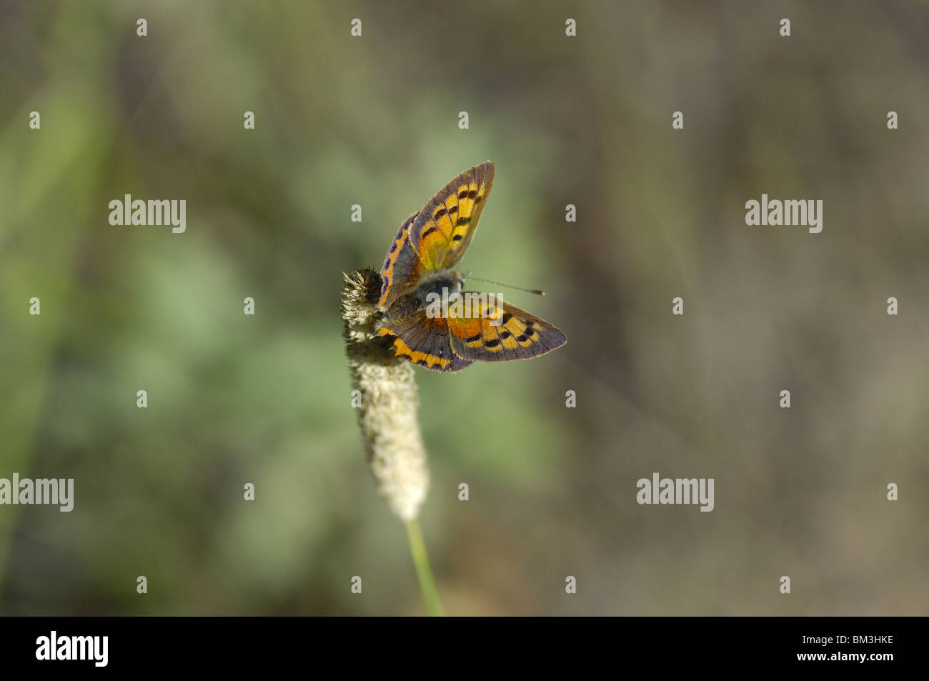 American copper butterfly hi-res stock photography and images - Alamy