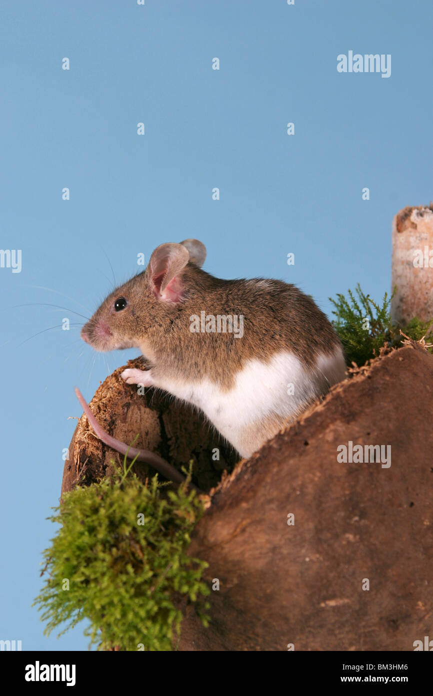 Hausmause hi-res stock photography and images - Alamy