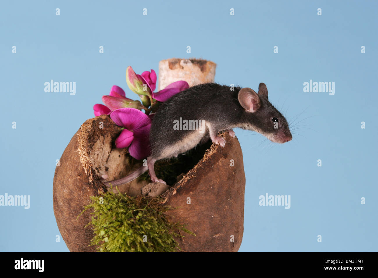 Maus / mouse Stock Photo - Alamy