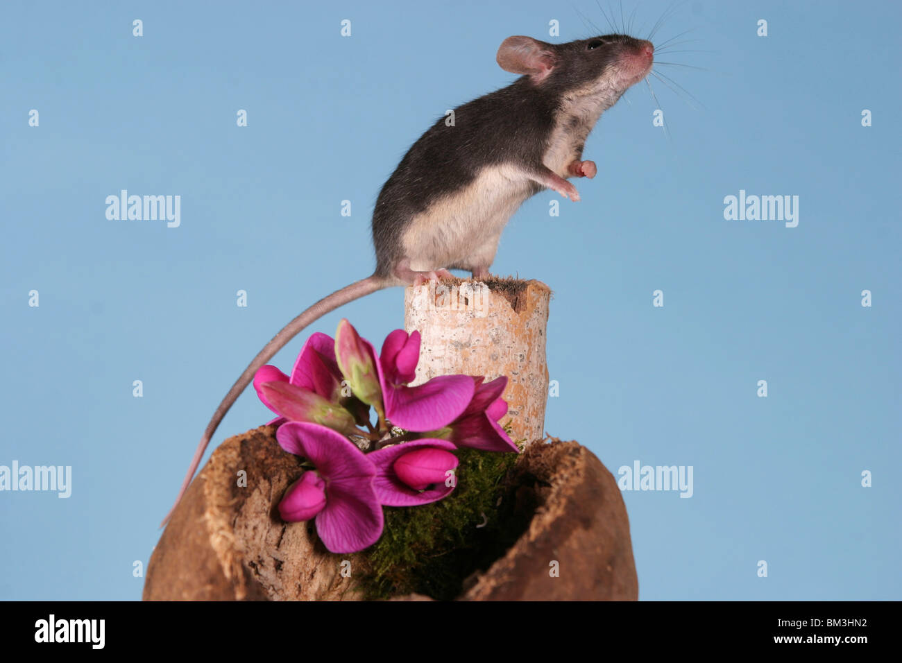 Maus / mouse Stock Photo - Alamy