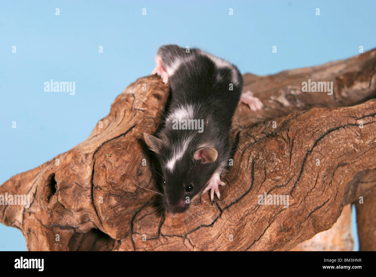 Maus / mouse Stock Photo - Alamy