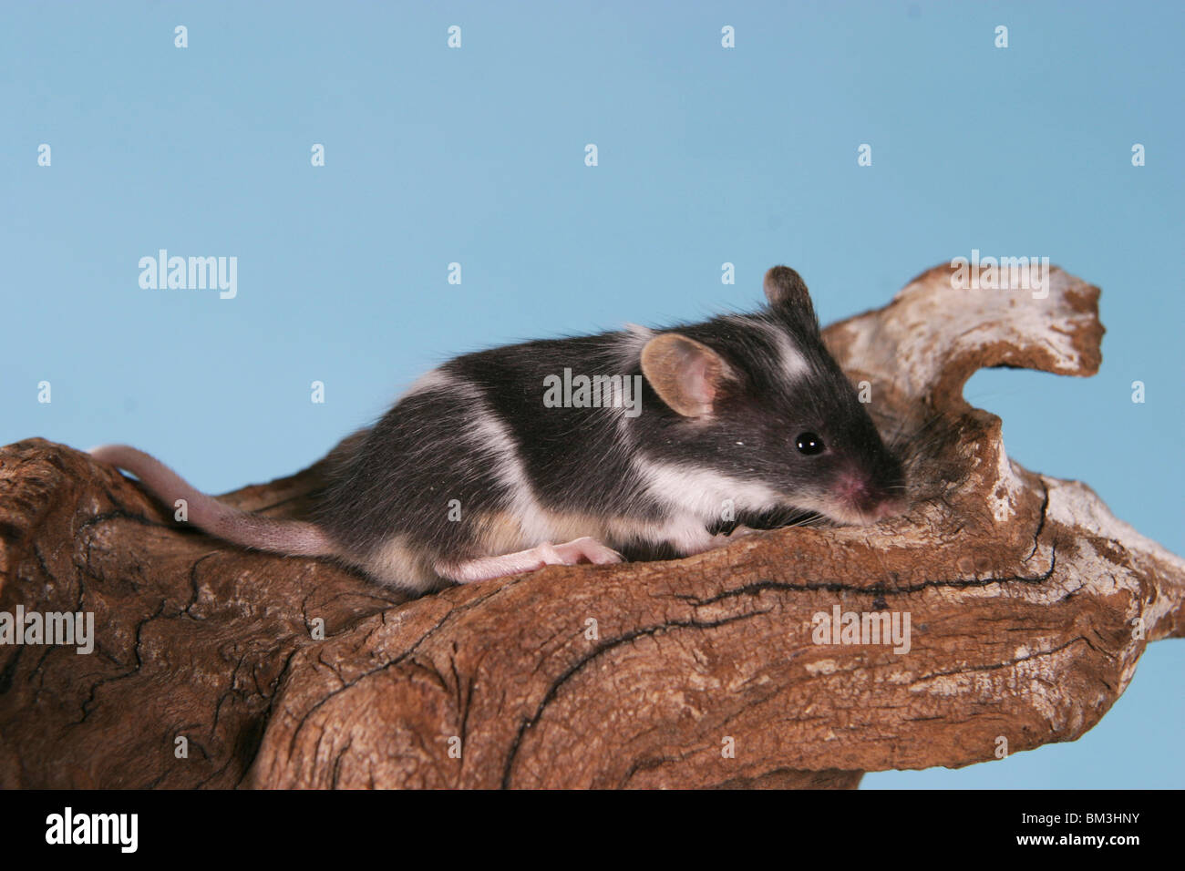 Maus / mouse Stock Photo - Alamy