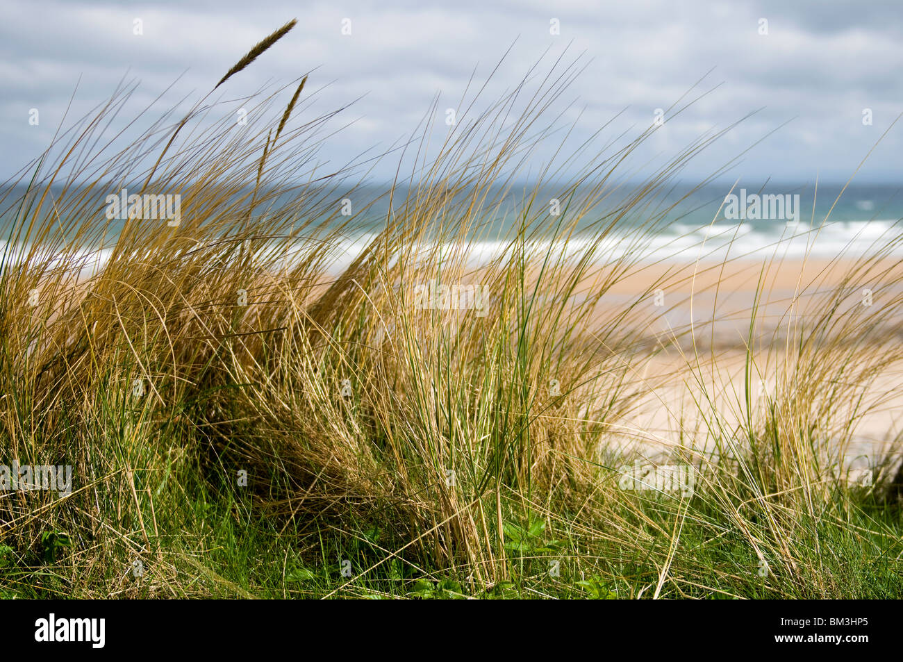 Grass, Sand and Beach Stock Photo - Alamy