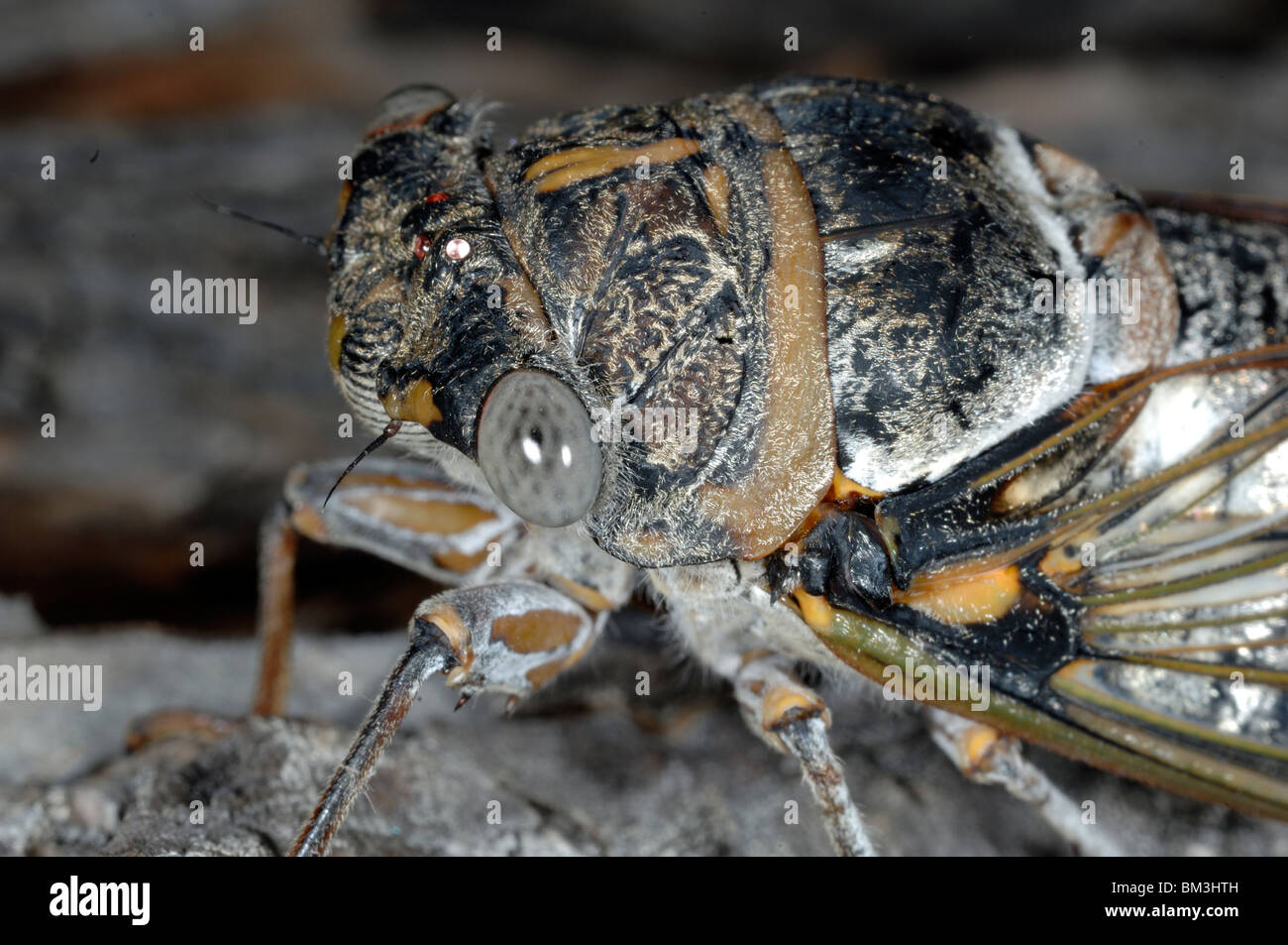 Cicada close up hi-res stock photography and images - Alamy