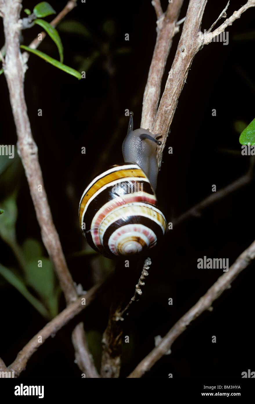 Cuban Tree Snails
