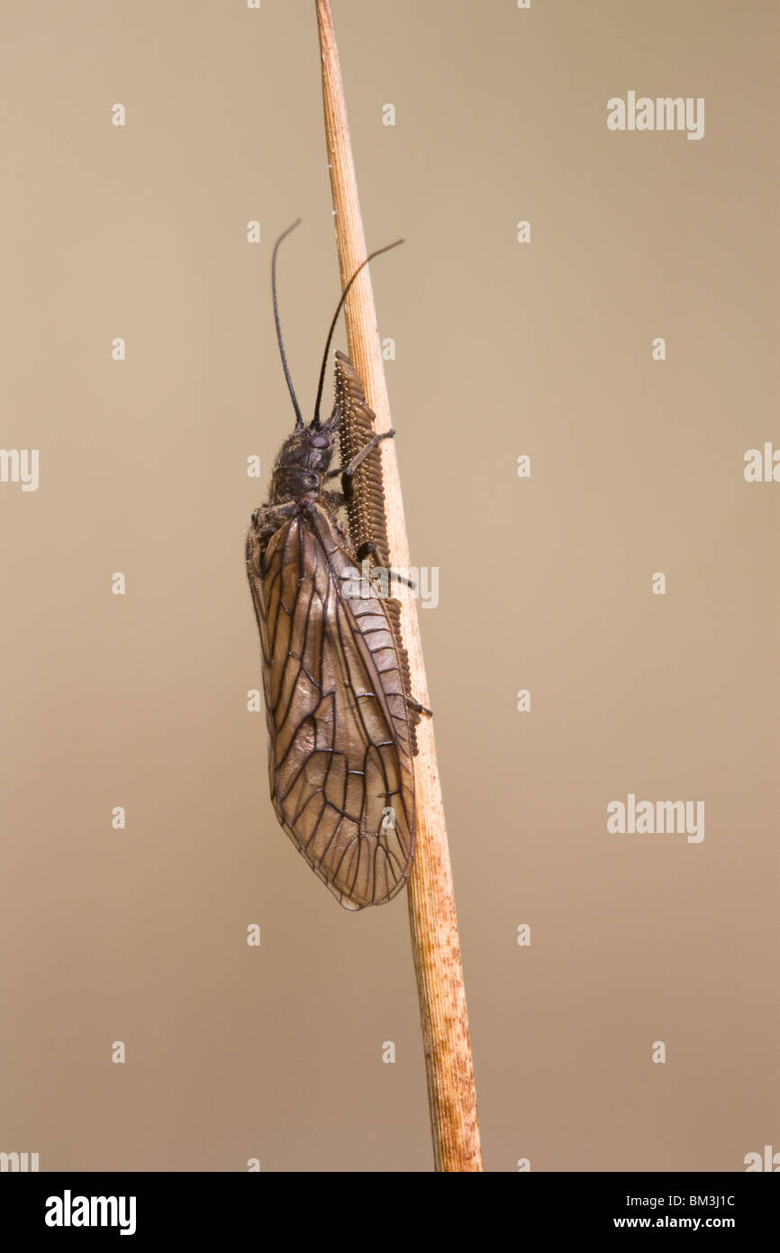 Sialis lutaria hi-res stock photography and images - Alamy