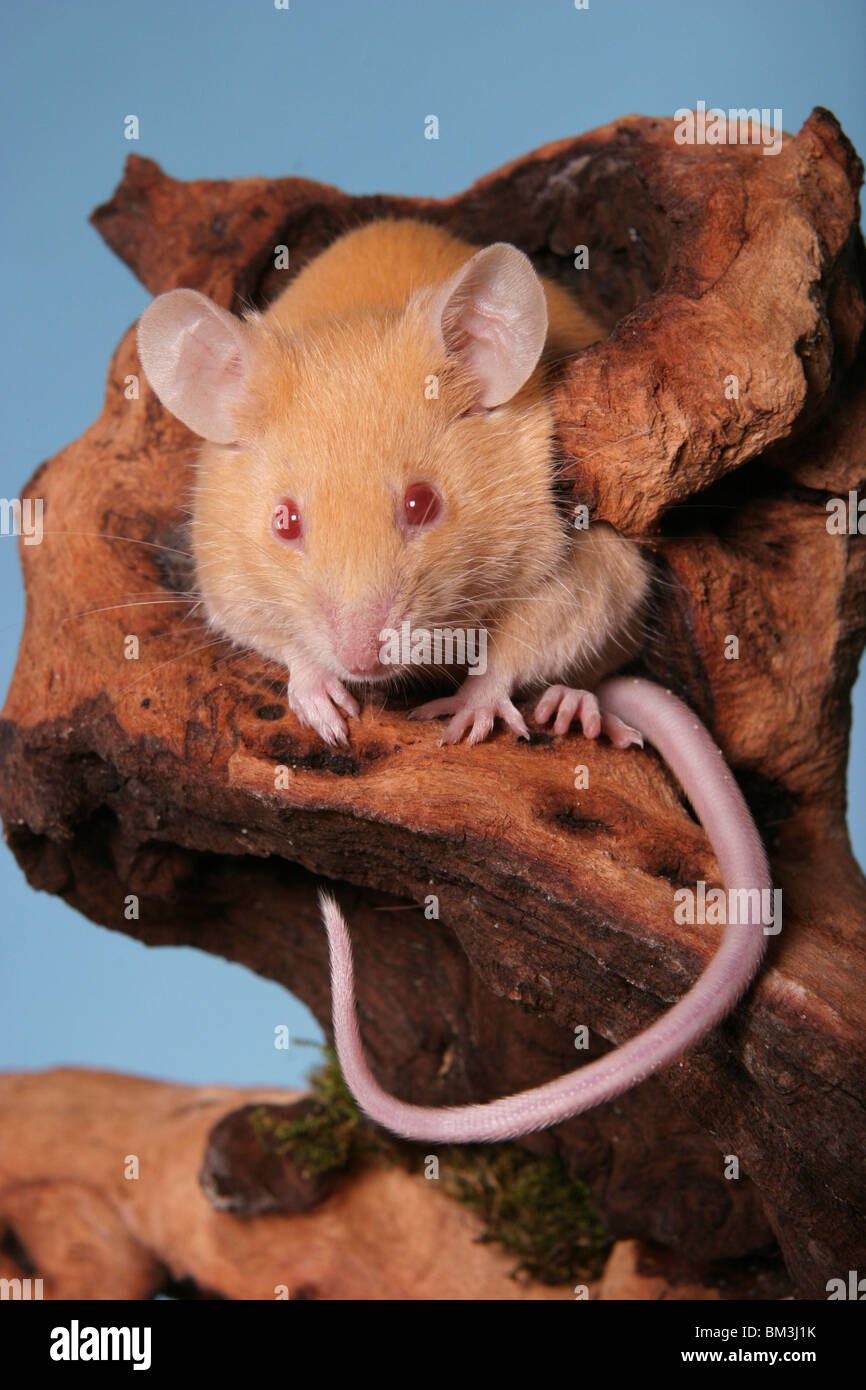 05055 hi-res stock photography and images - Alamy