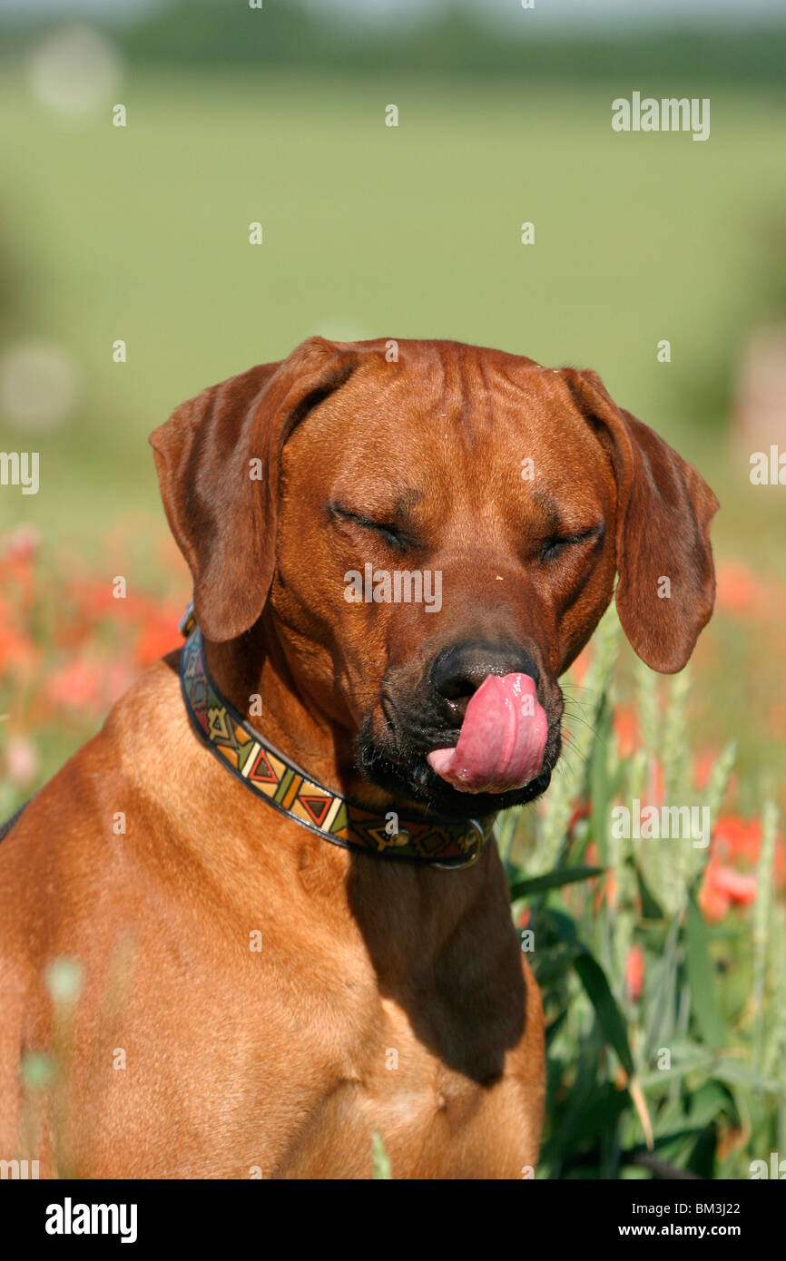 Rhodesian Ridgeback Portrait Stock Photo - Alamy