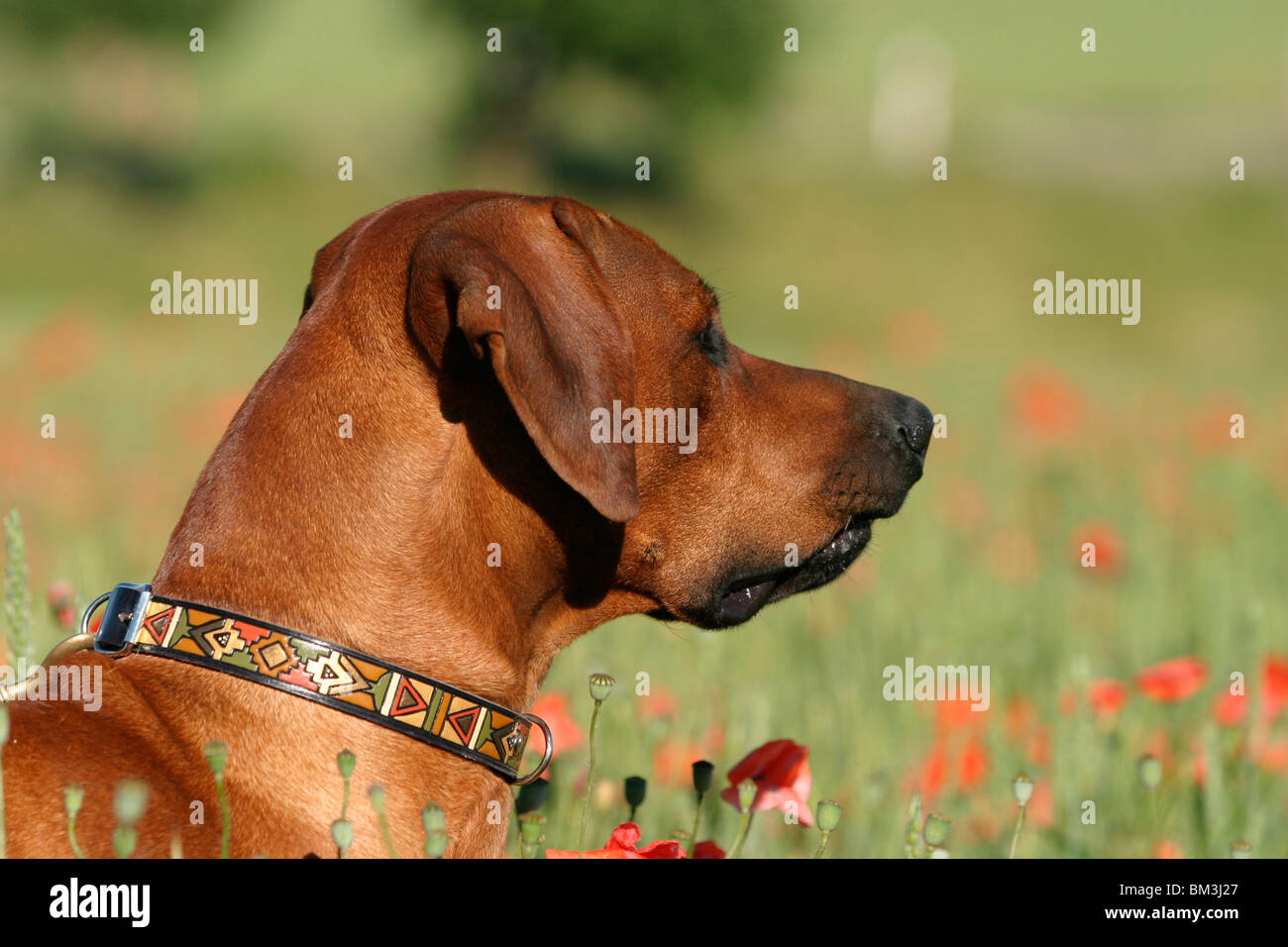 Rhodesian Ridgeback Portrait Stock Photo - Alamy