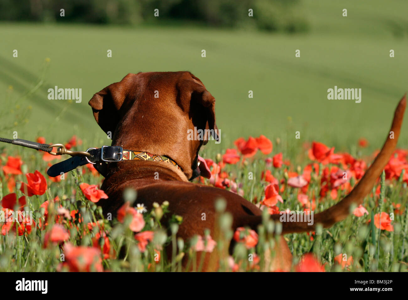 stehender / standing Rhodesian Ridgeback Stock Photo - Alamy