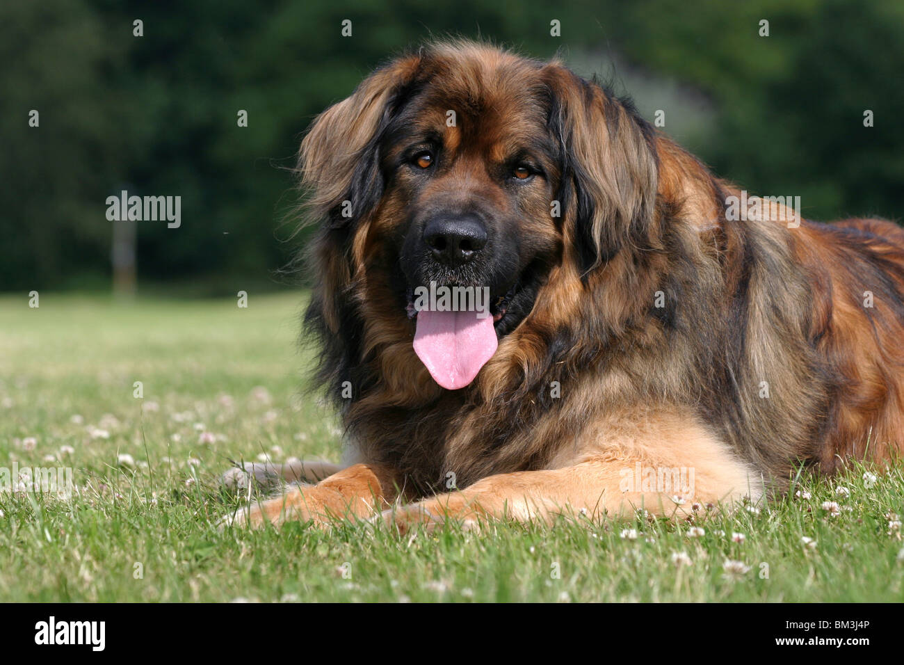 Leonberger hund hi-res stock photography and images - Alamy