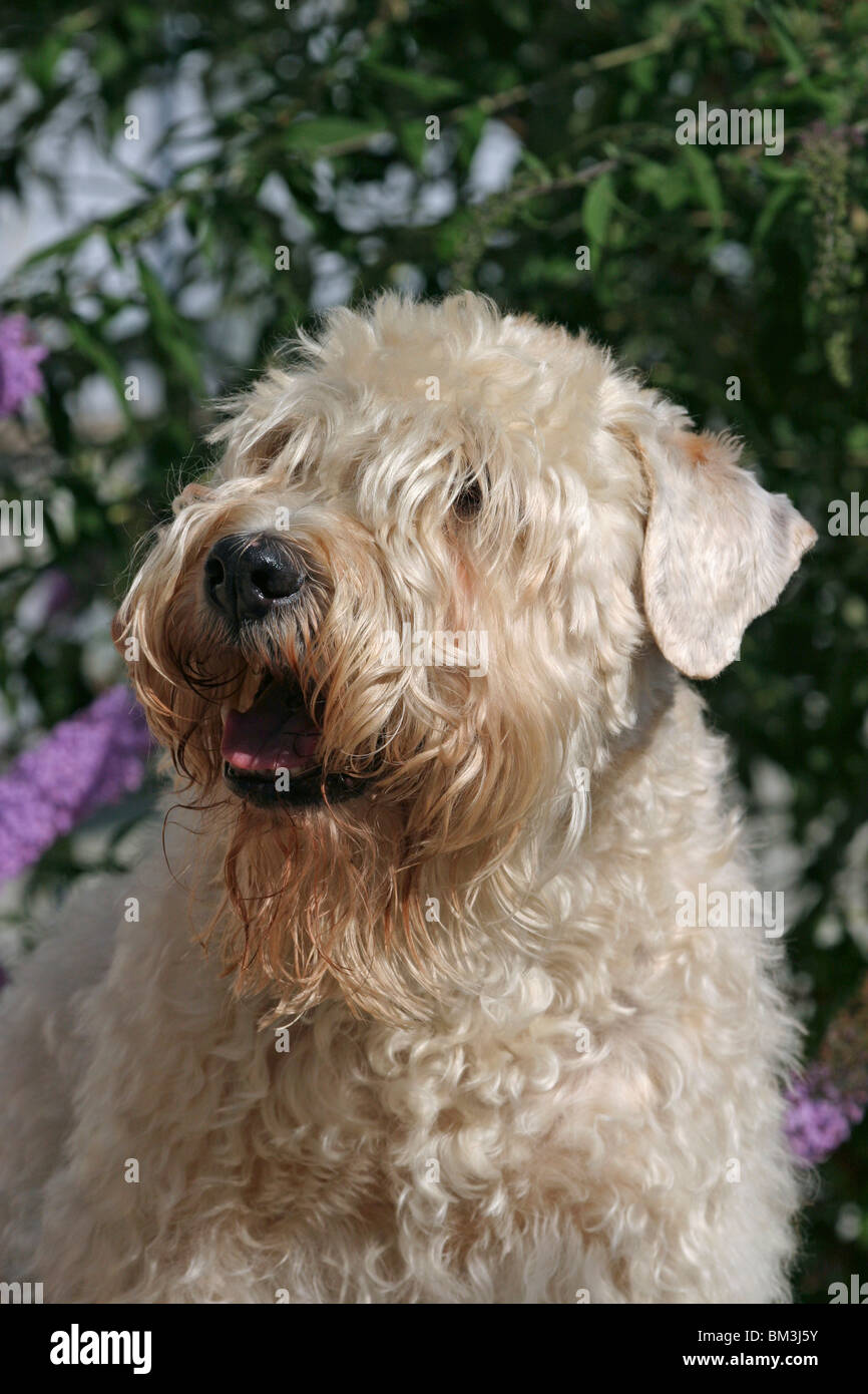 Irish Soft Coated Wheaten Terrier Portrait Stock Photo - Alamy